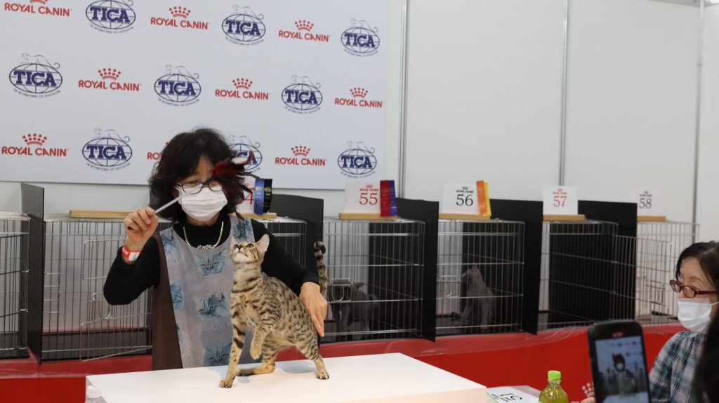 Regional Cat Show 【 Japan Cat Show 2022】 会場の様子(画像掲載） | TICA Asia East Region