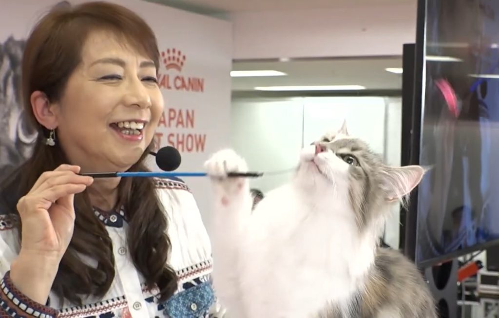 【ご報告】 JAPAN CAT SHOW 2023 ロイヤルカナン「TICA Asia East Region Show」（画像掲載） | TICA Asia East Region